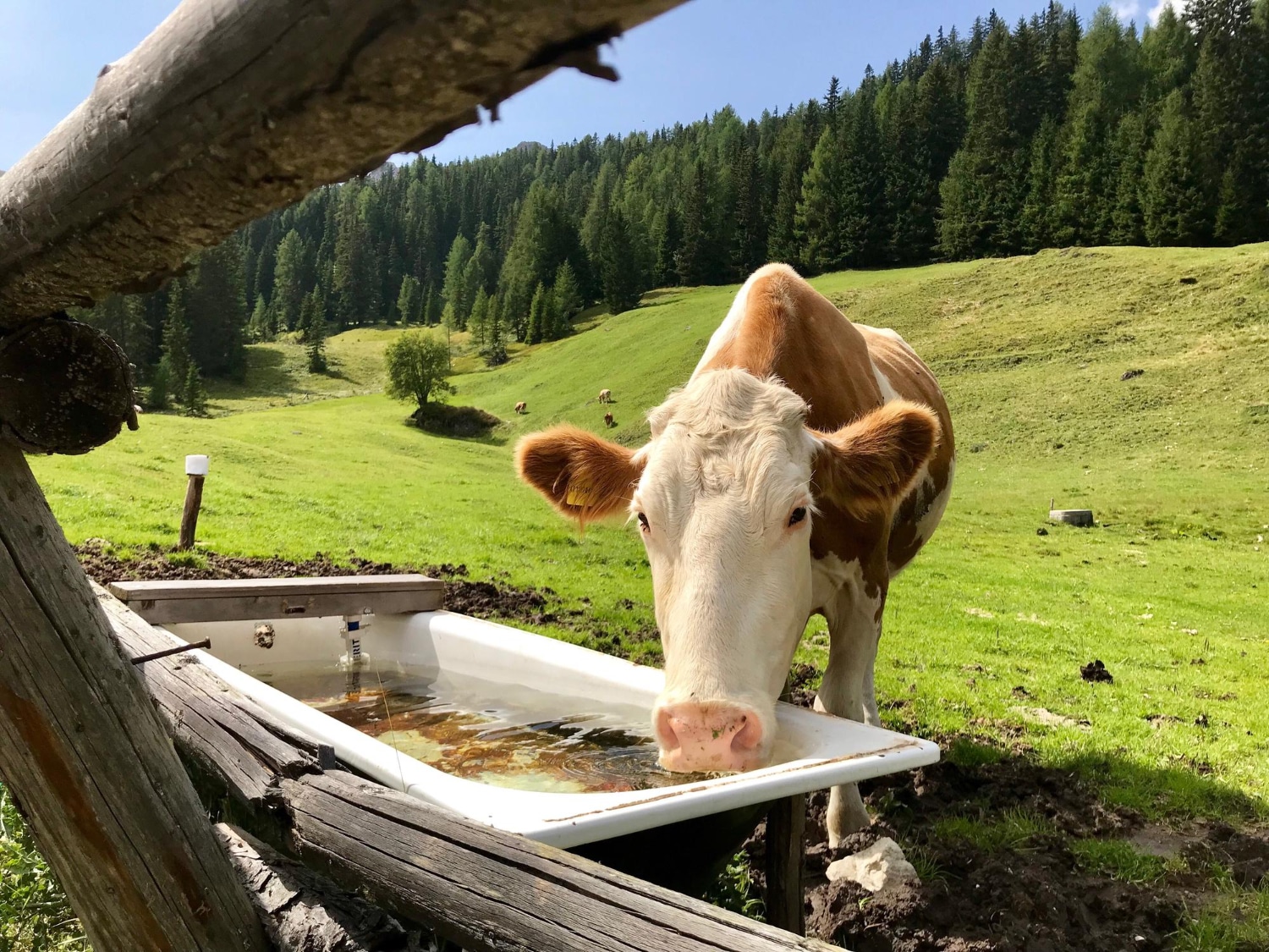 Comment se faire fabriquer une cloche à vache traditionnelle de Haute ...